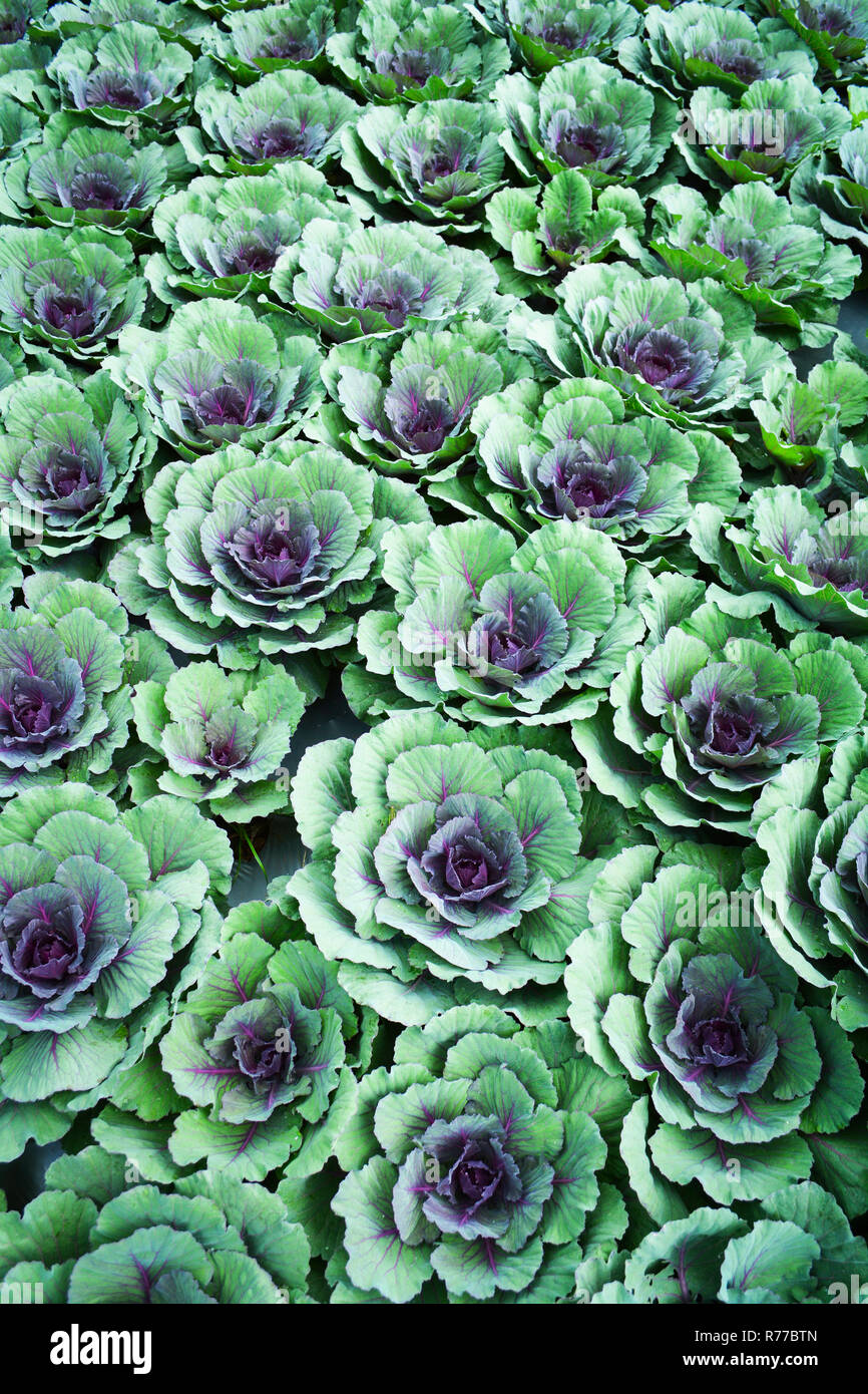 cabbages vegetable texture background / colorful ornamental cabbage ...