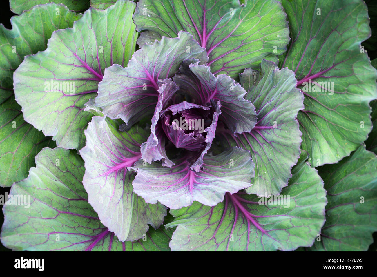 cabbages vegetable texture background / colorful ornamental cabbage ...