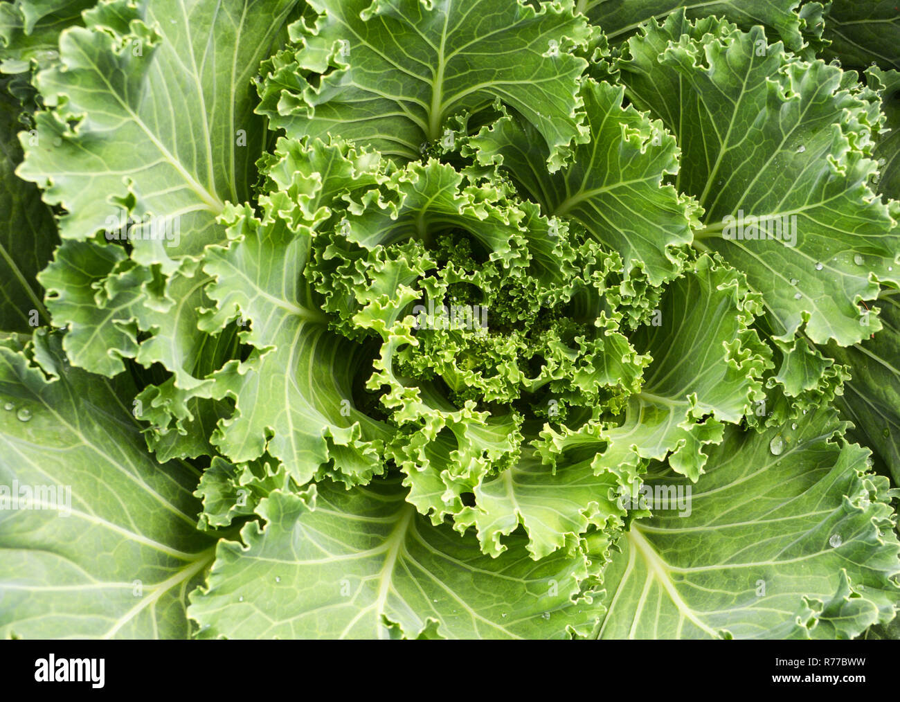 Green Cabbage Flower