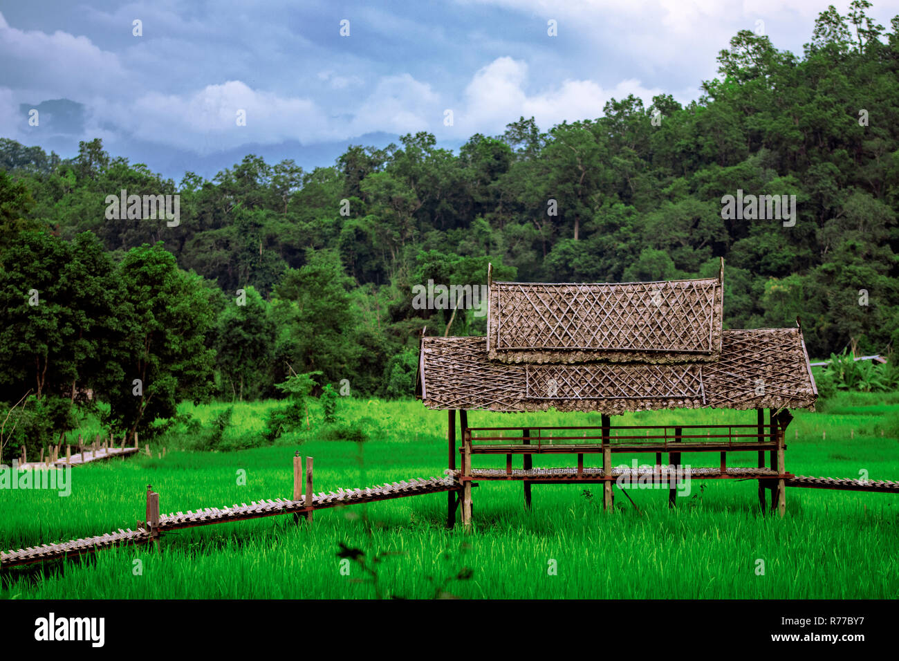 House and rice field hi-res stock photography and images - Alamy