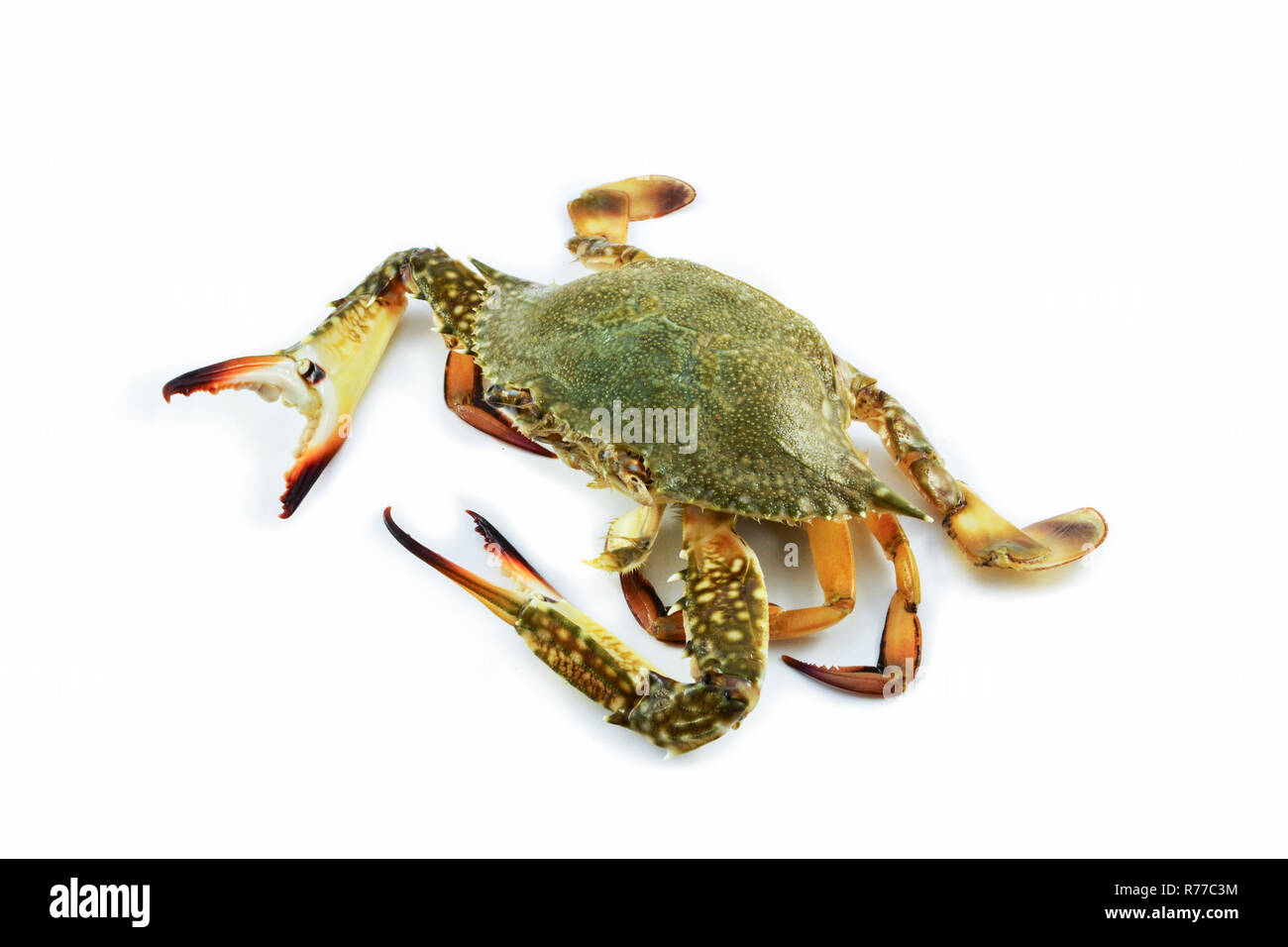 crab meat / seafood fresh crab isolated on white background - raw crab ...