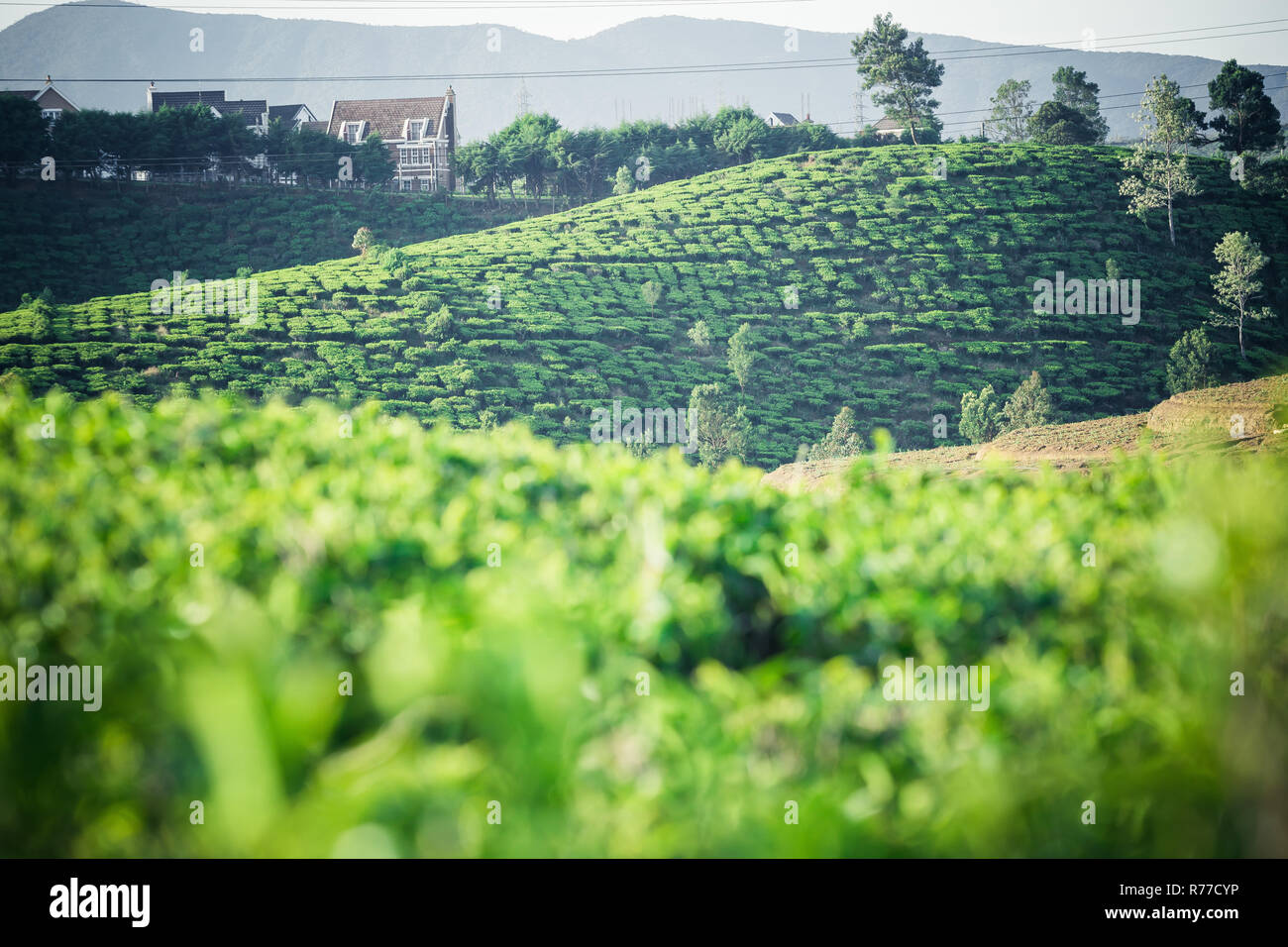 beautiful landscape of Ceylon. rice fields and tea plantations Stock ...