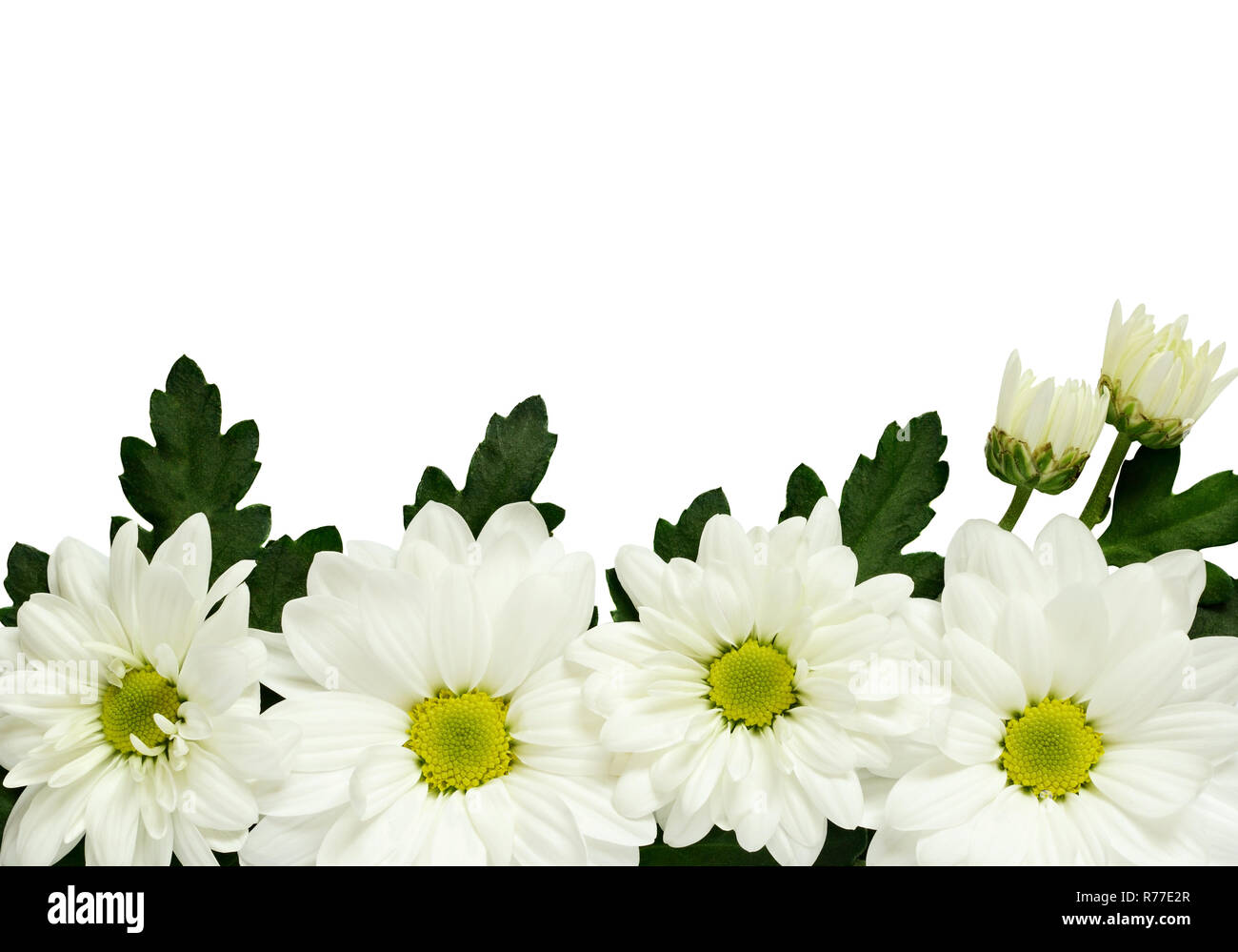 Daisies edge isolated on white Stock Photo - Alamy