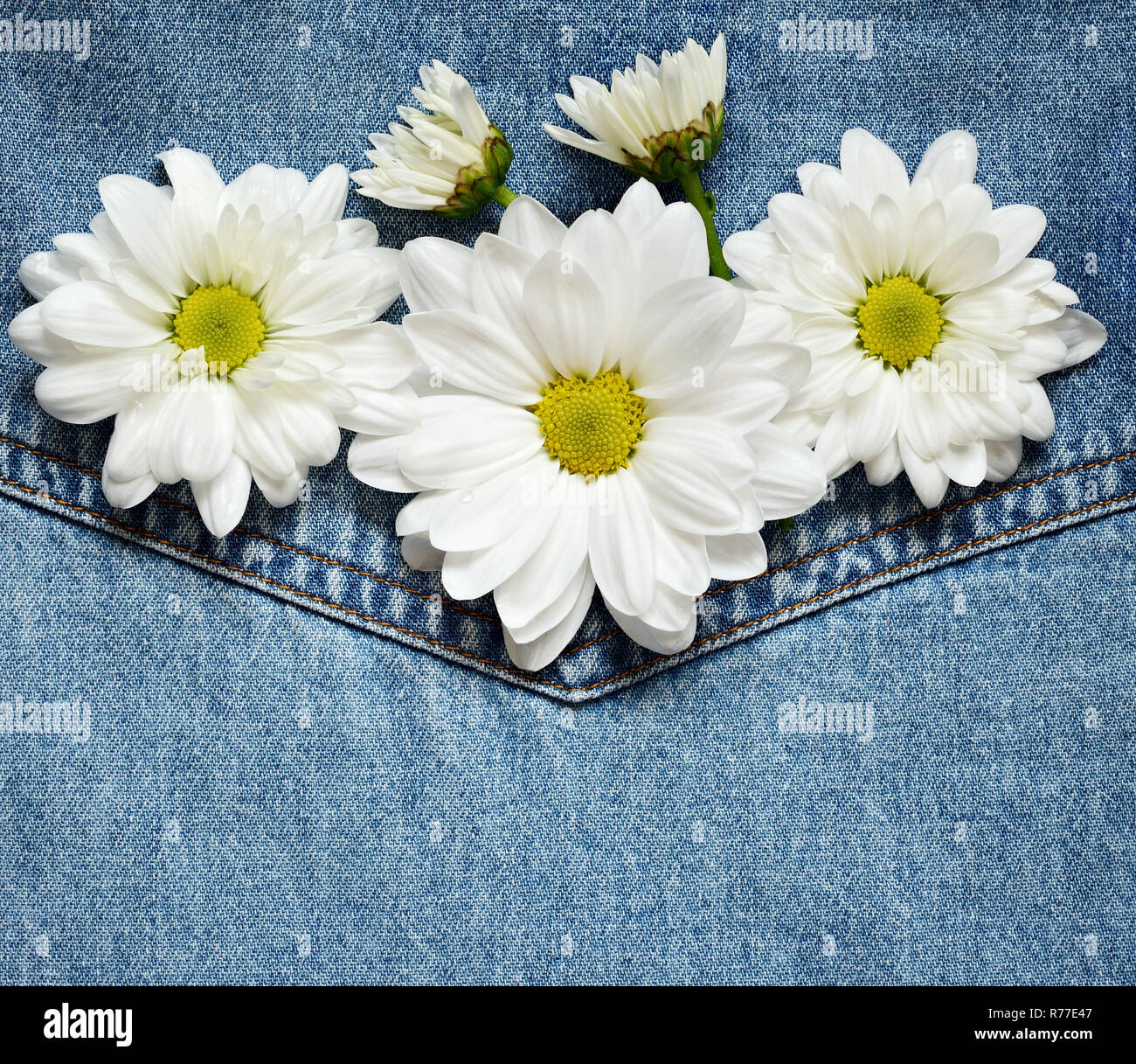 White daisies on blue denim fabric Stock Photo - Alamy