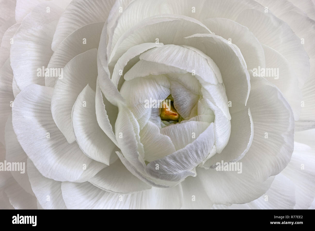 Beautiful white flower, macro, top view Stock Photo - Alamy