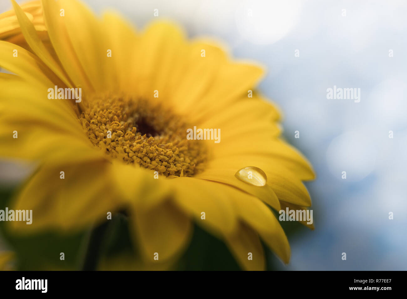Beautiful yellow flower closeup with drop of water, light blue ...