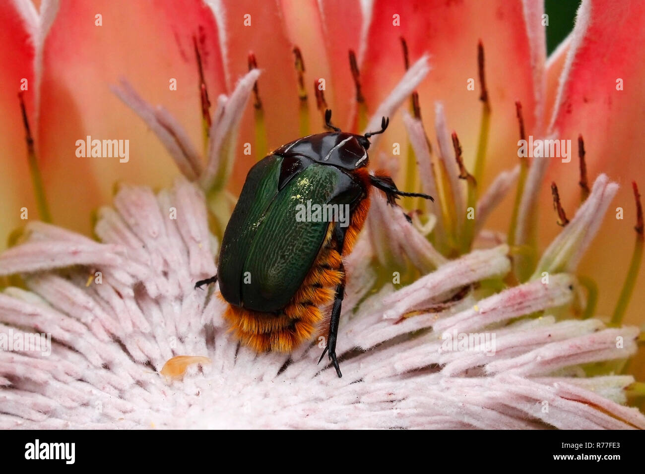 African Flower Beetle Stock Photos & African Flower Beetle Stock Images ...