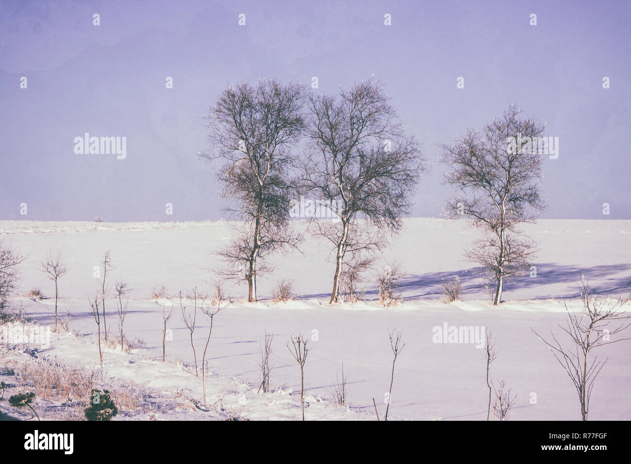 three trees in the snow Stock Photo - Alamy