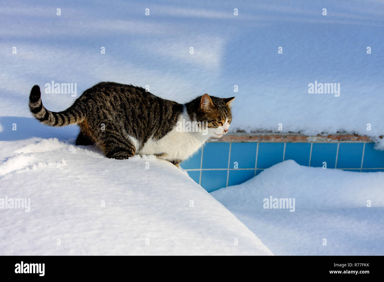 Domestic cat alone outdoor hi-res stock photography and images - Alamy