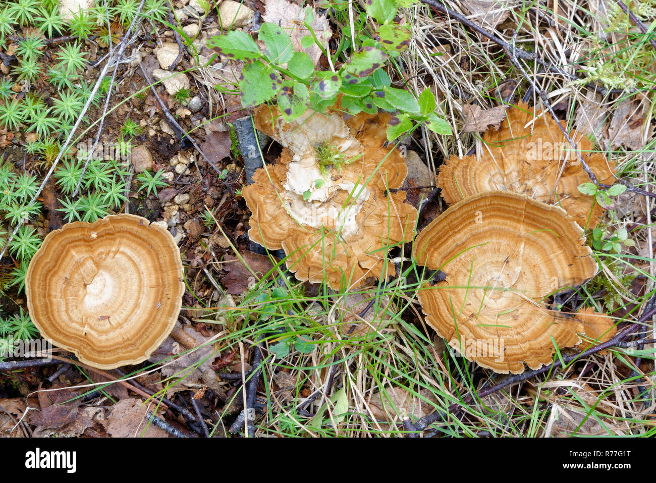 Tiger's Eye or Fairy's Stool - Coltricia perennis Bracket Fungus from ...