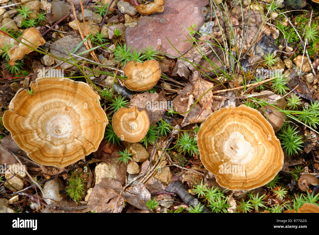 Tiger's Eye or Fairy's Stool - Coltricia perennis Bracket Fungus from ...