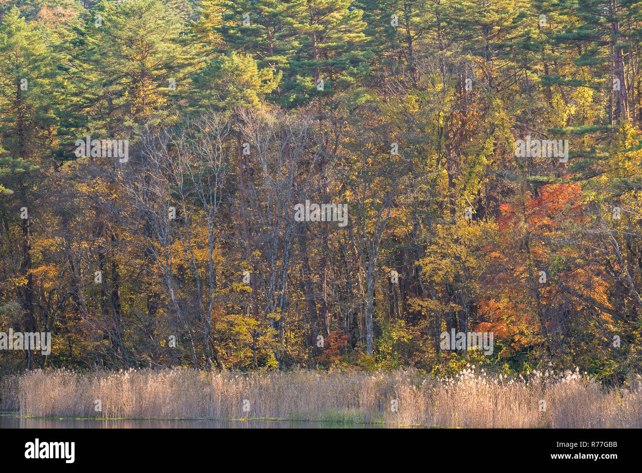 Goshiki-numa Urabandai Fukushima Autumn Japan Stock Photo - Alamy