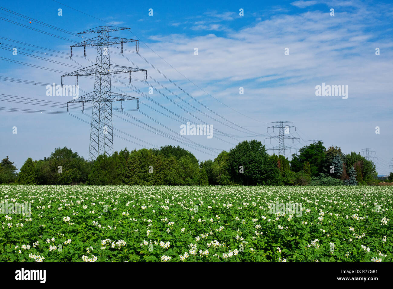 potato field in bloom Stock Photo - Alamy