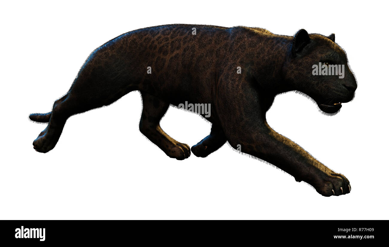 3D rendering of a big cat black panther isolated on white background ...