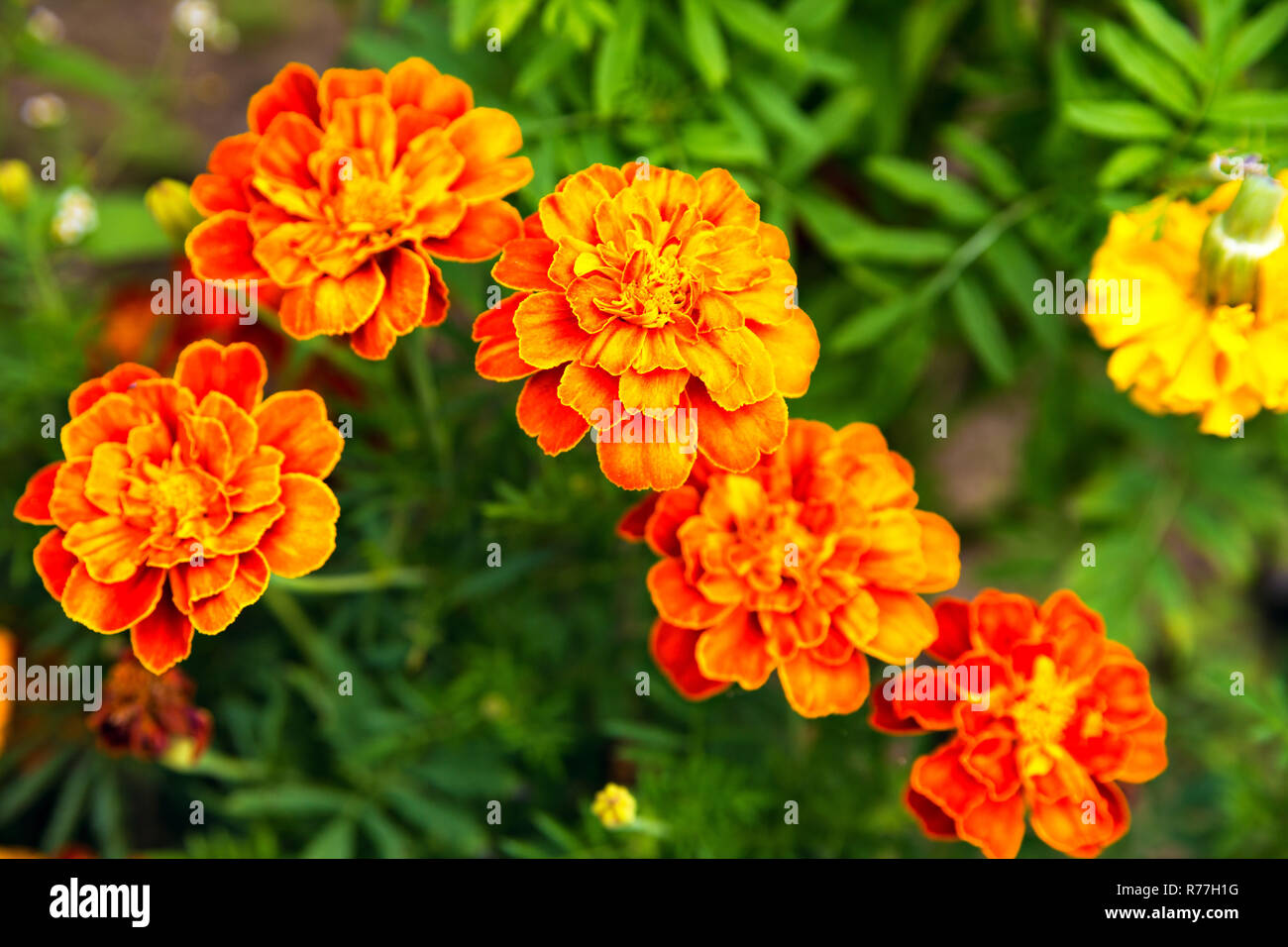 Marigold flower varieties hi-res stock photography and images - Alamy
