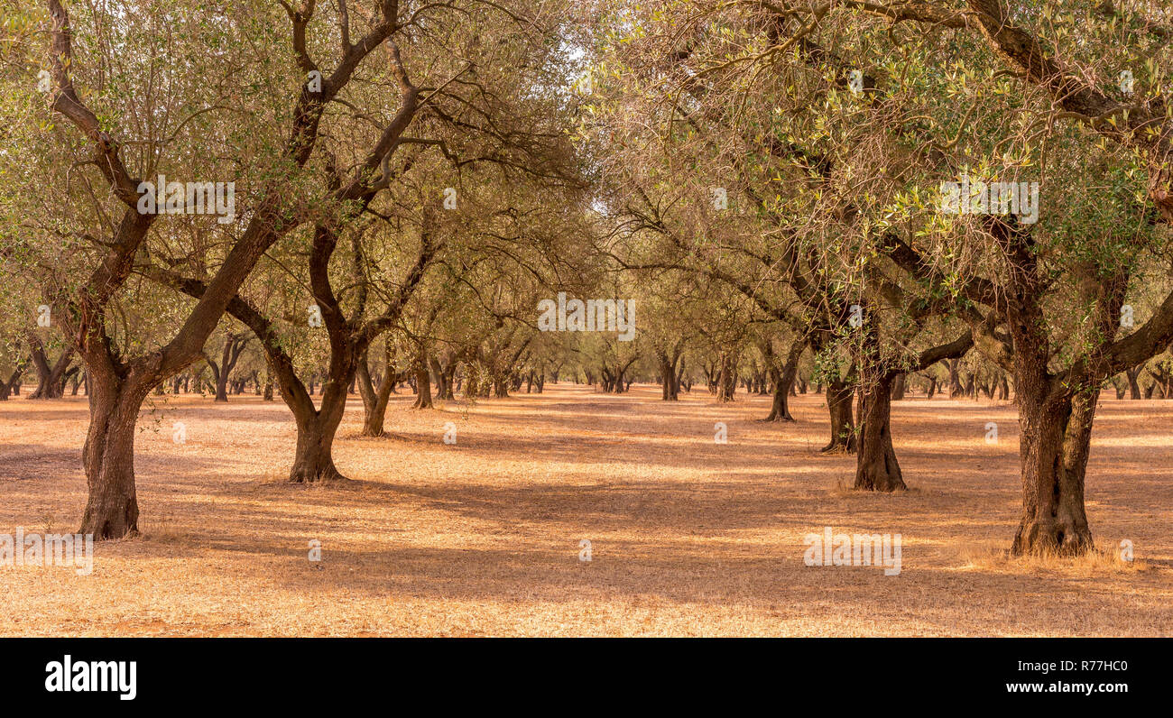 Olive trees plantation Stock Photo - Alamy