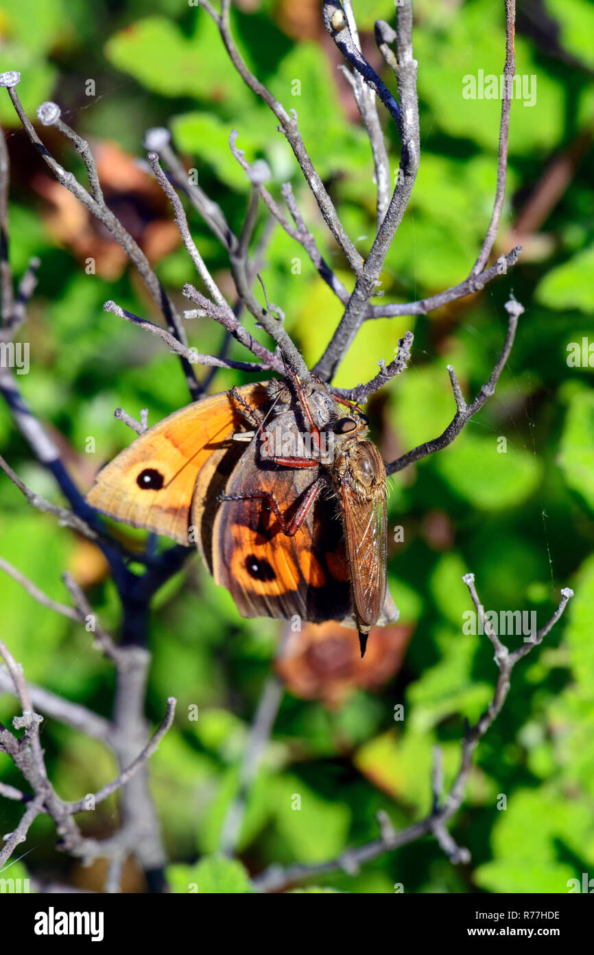 Insect diptera halteres hi-res stock photography and images - Alamy