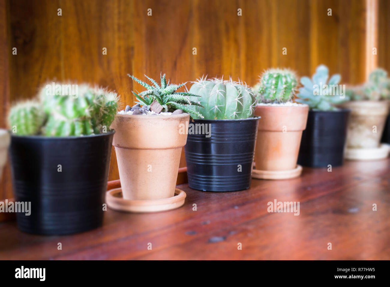 Succulent plant pot decorated in minimal style room Stock Photo - Alamy