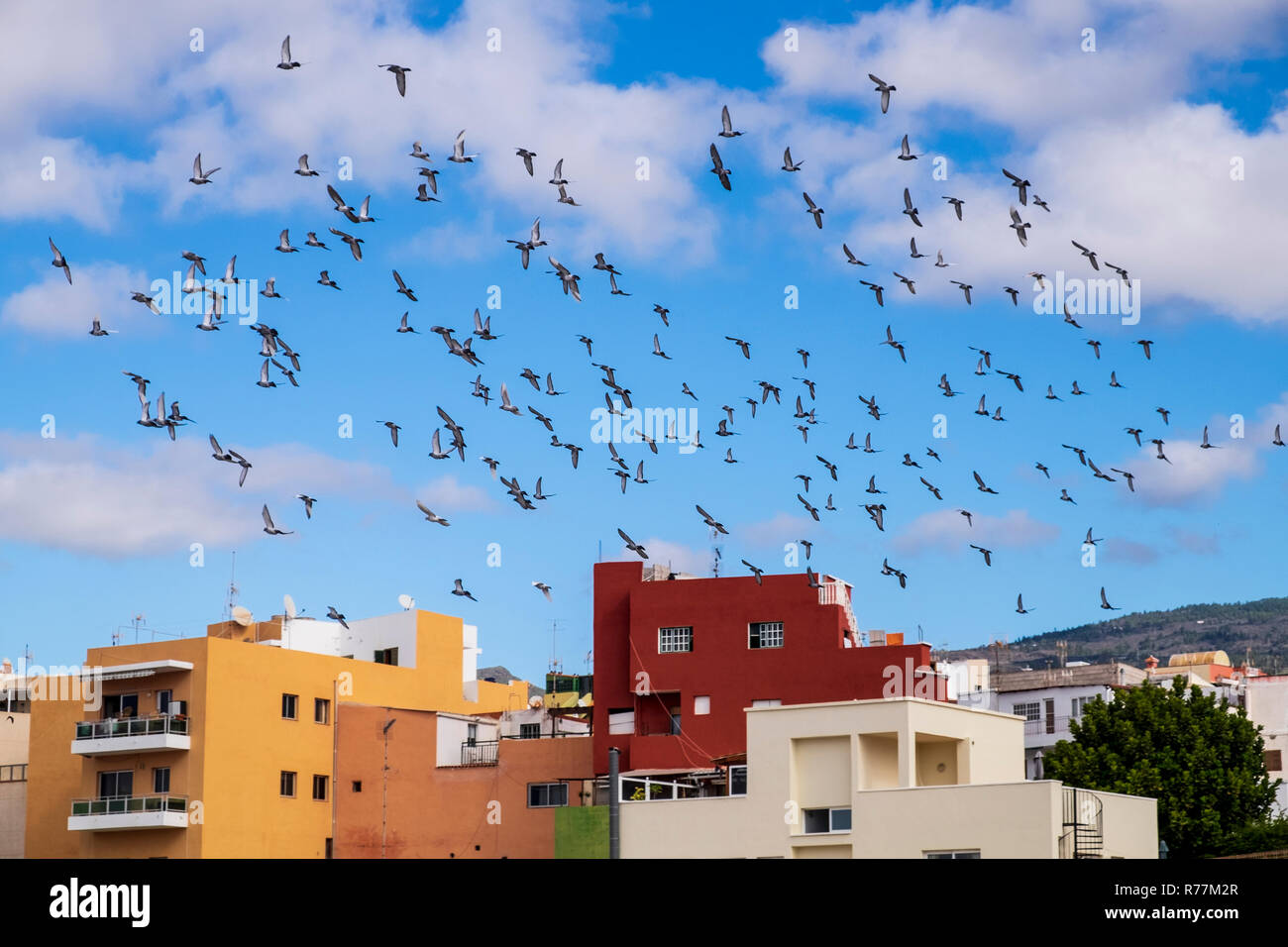 Flock of homing pigeons flying in a circular motion in the sky above ...