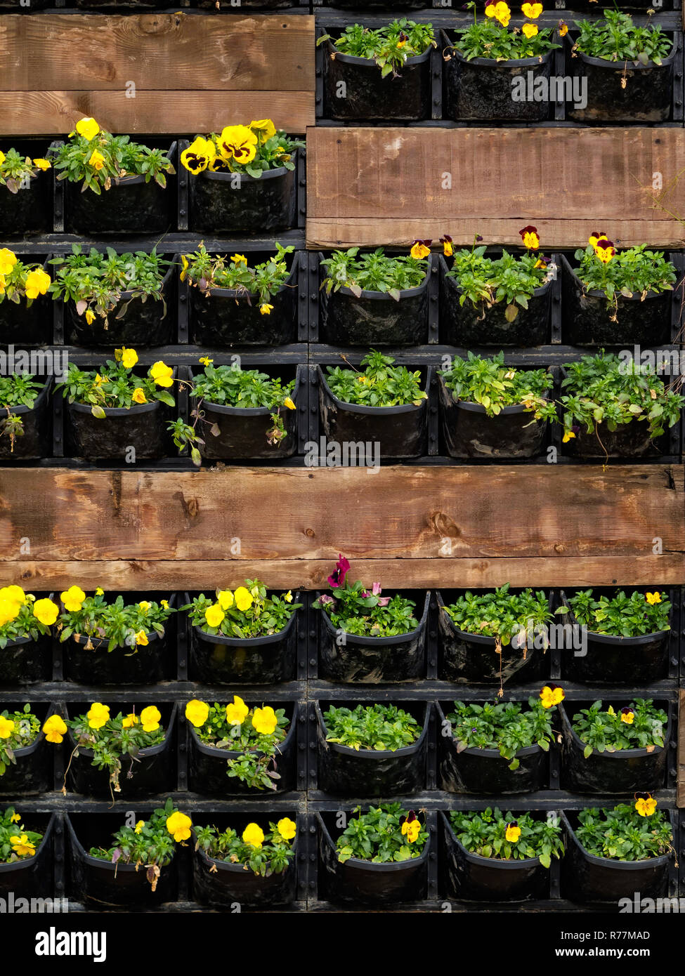 close up garden wall and flowers Stock Photo - Alamy
