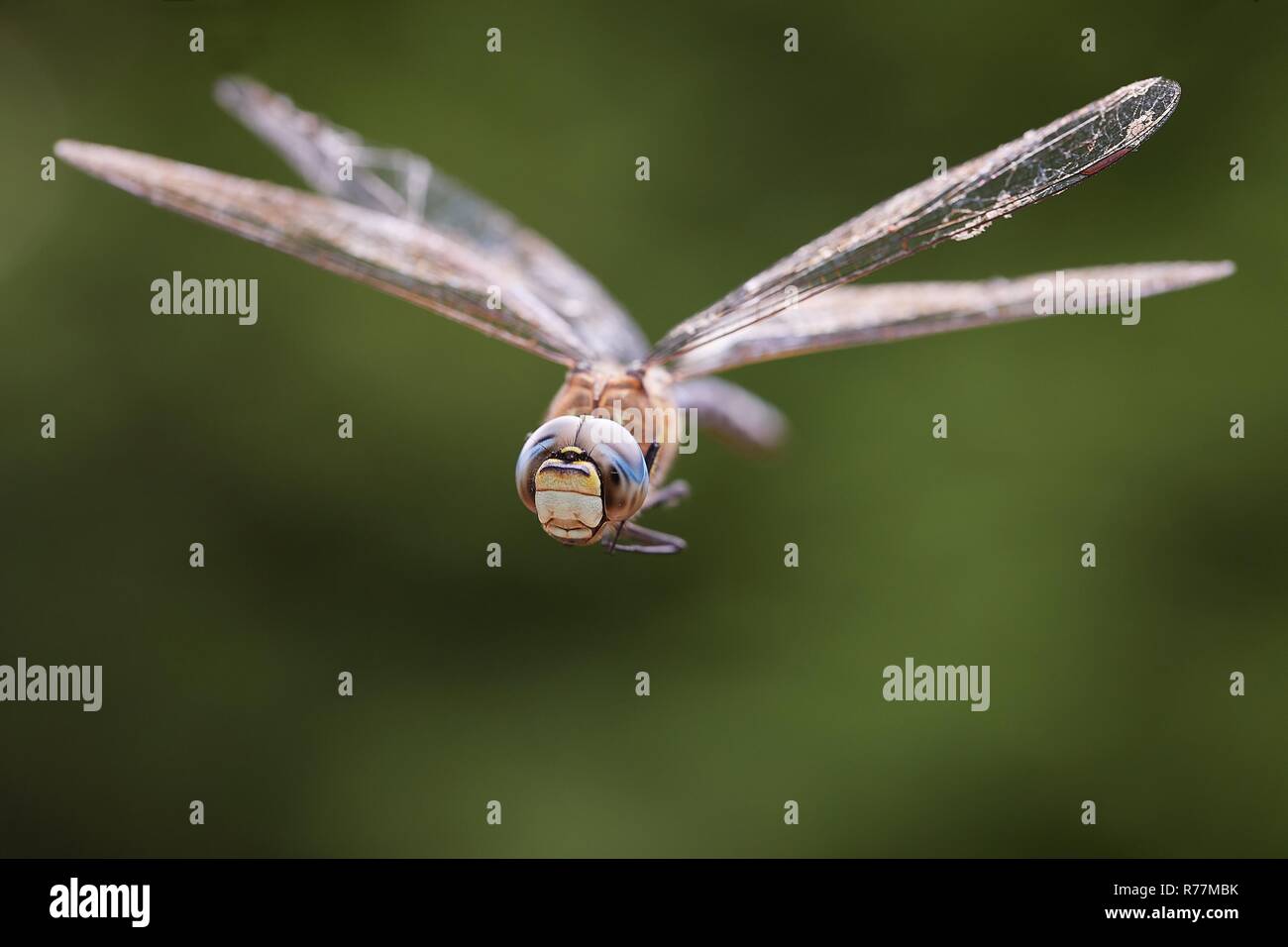 Dragonfly in flight Stock Photo - Alamy