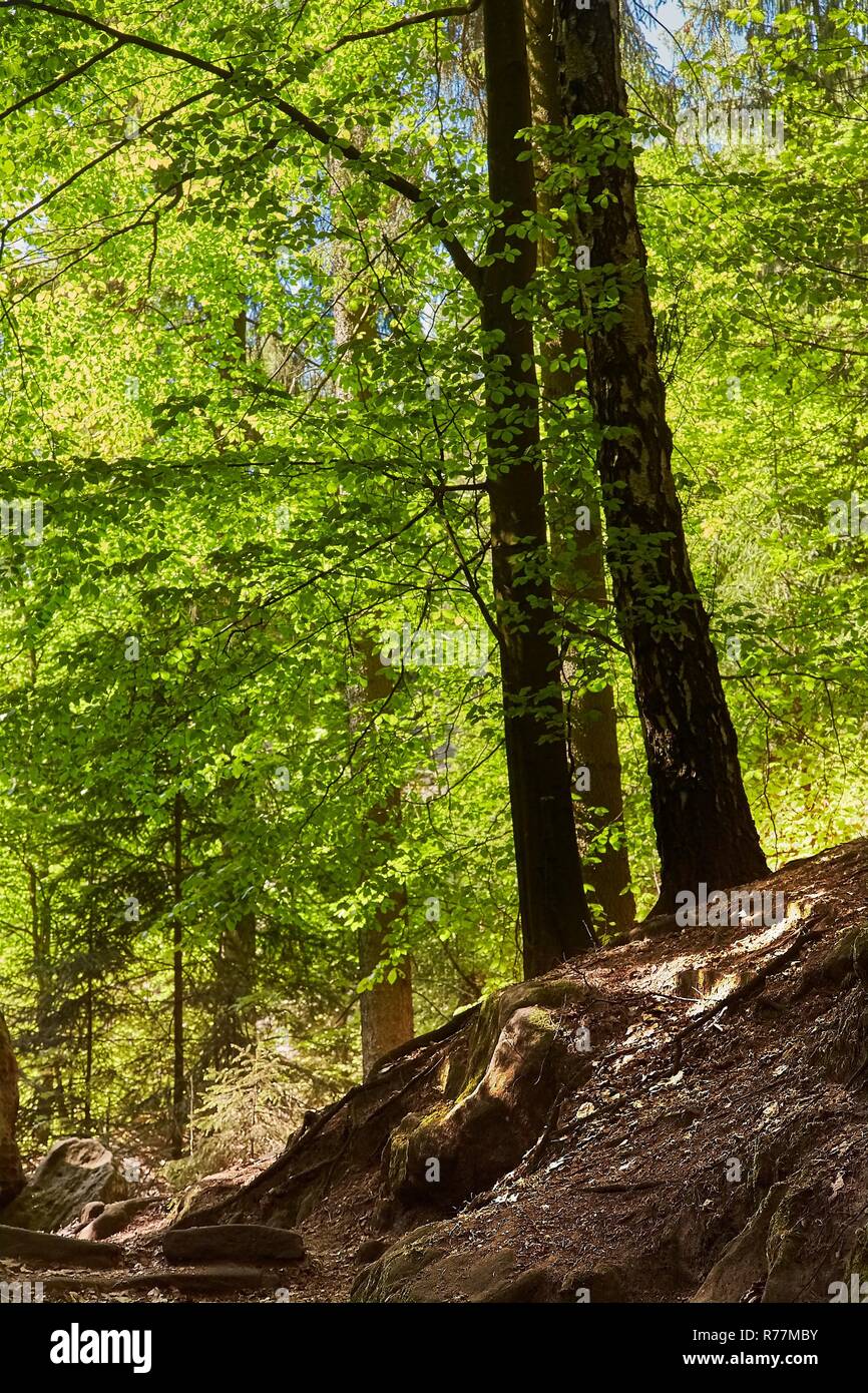 Forest walking route Stock Photo - Alamy