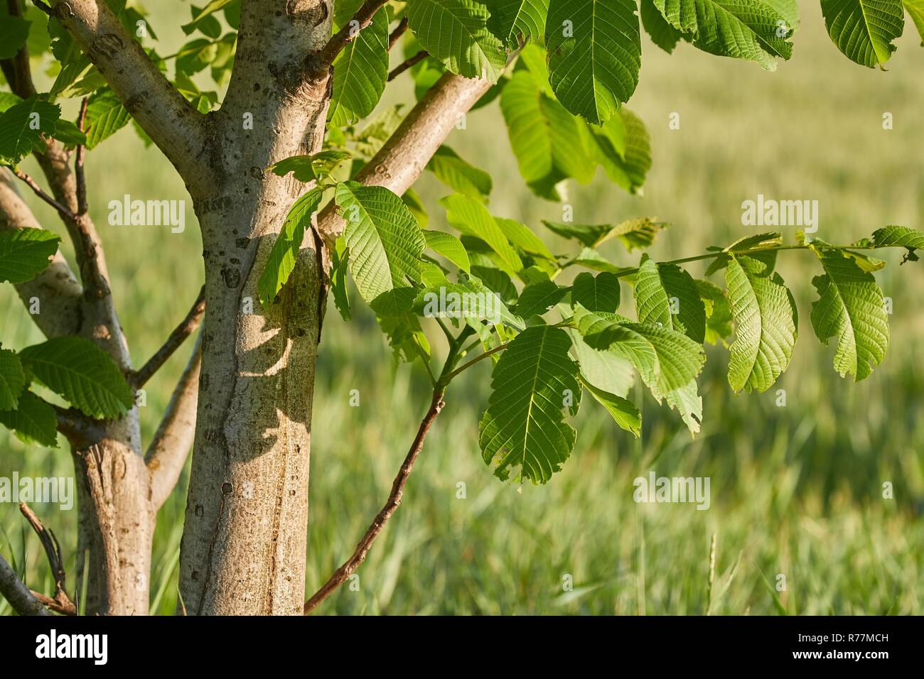 Spring Green Leaves Stock Photo - Alamy