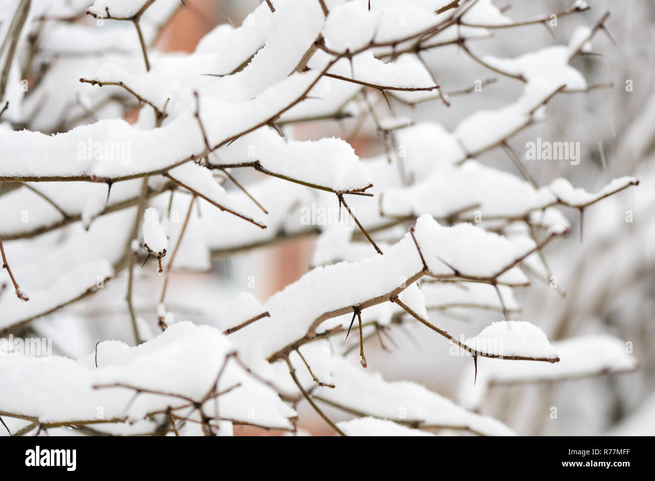 Branches of a bush covered with heavy snow in the city close up Stock ...