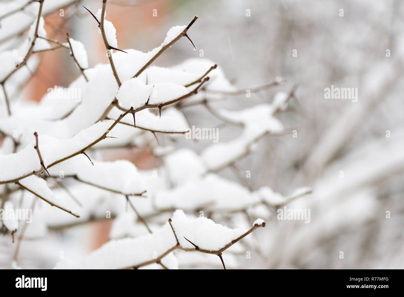 Branches of a bush covered with heavy snow in the city close up Stock ...