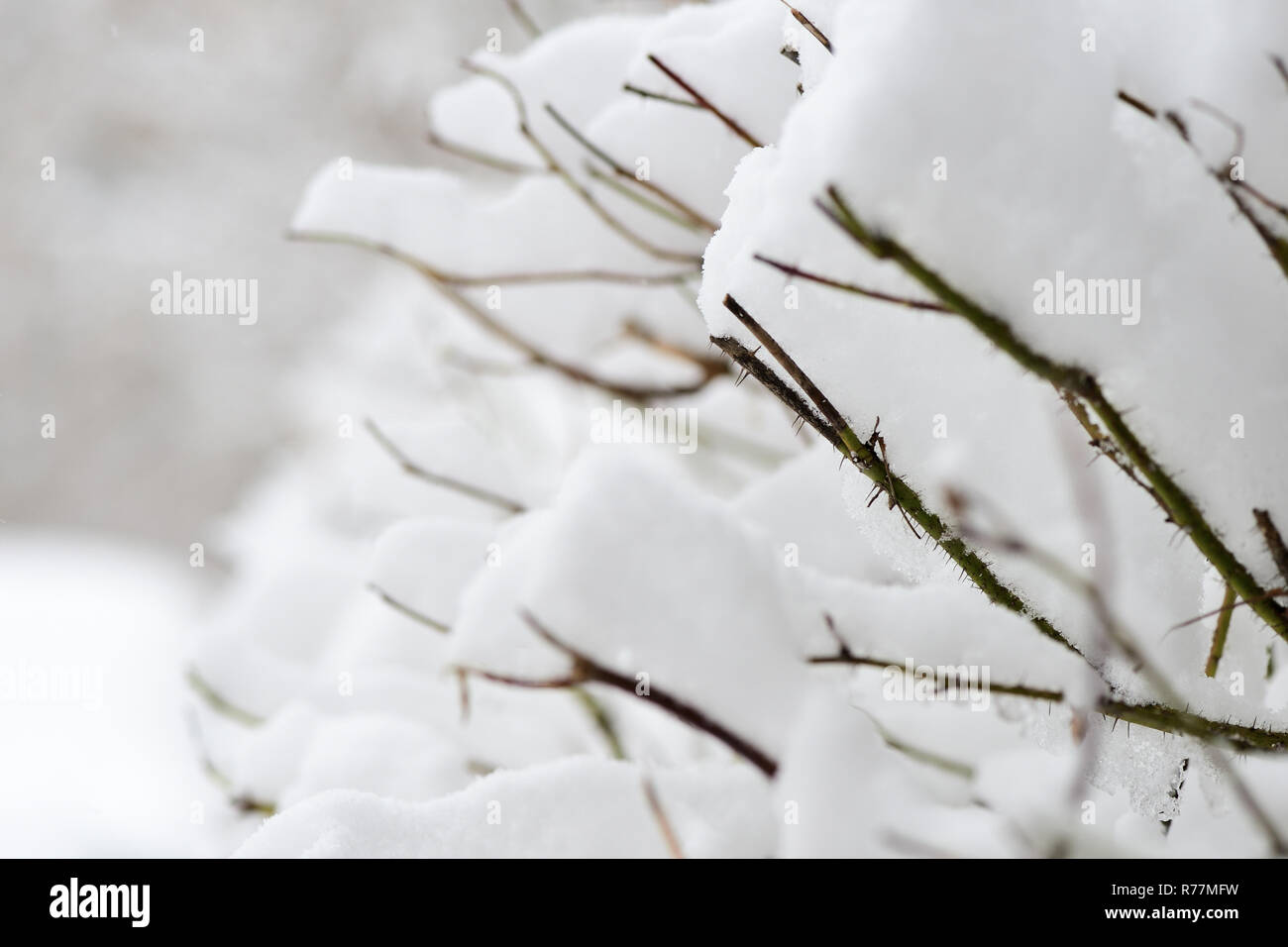 Branches of a bush covered with heavy snow in the city close up Stock ...