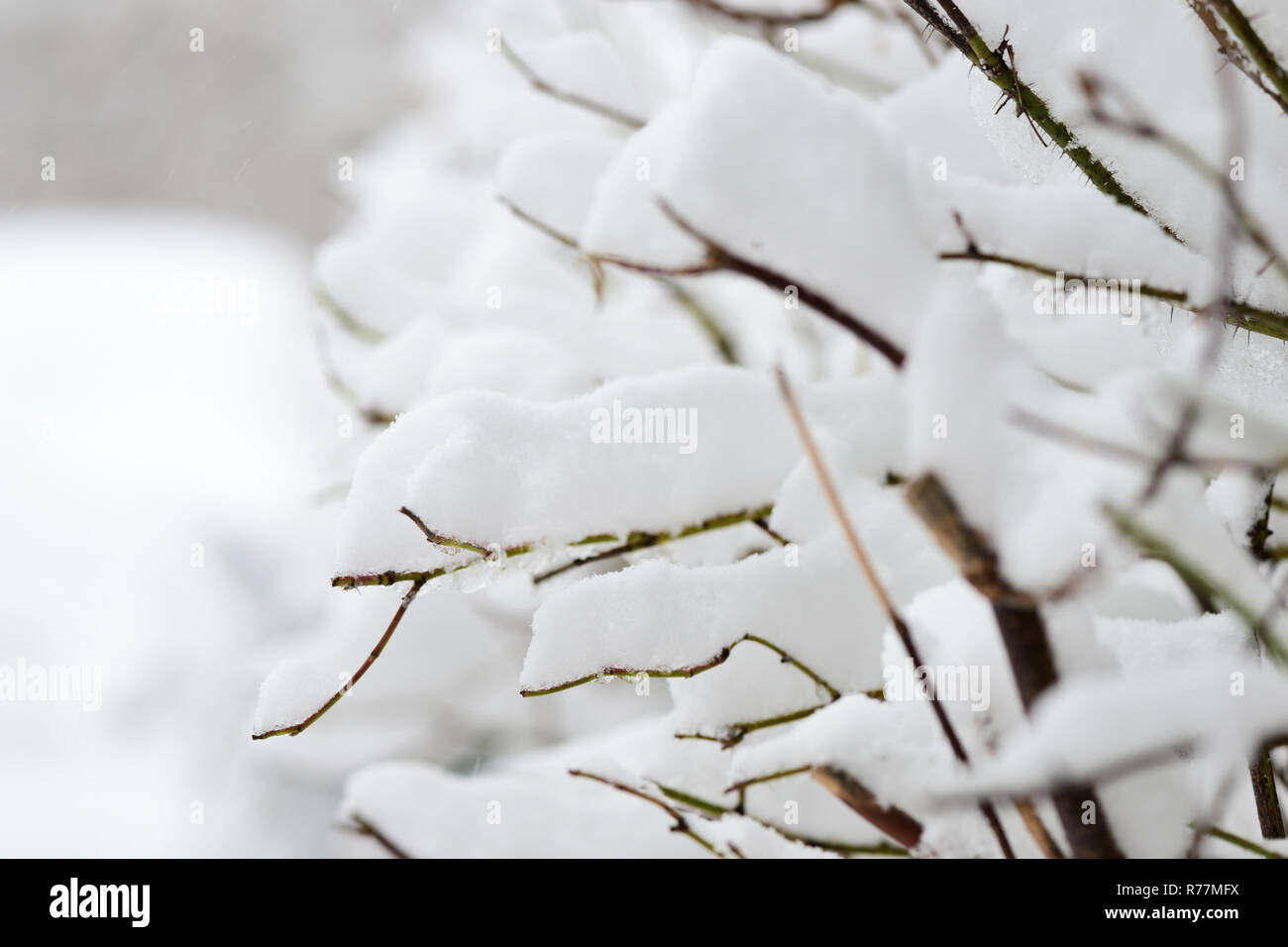 Branches of a bush covered with heavy snow in the city close up Stock ...