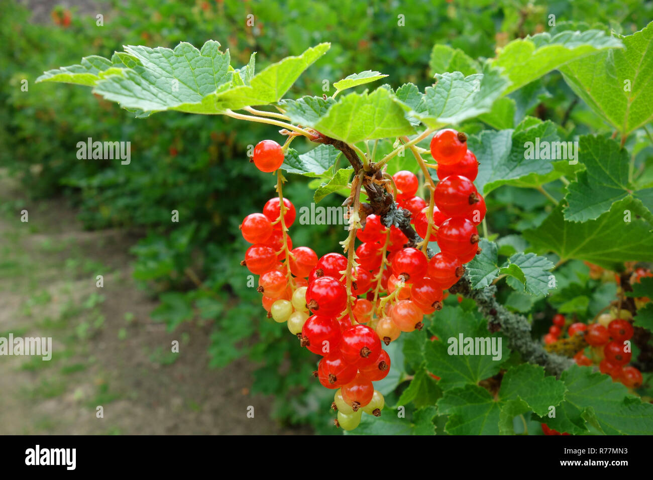 Ribiselstrauch hi-res stock photography and images - Alamy