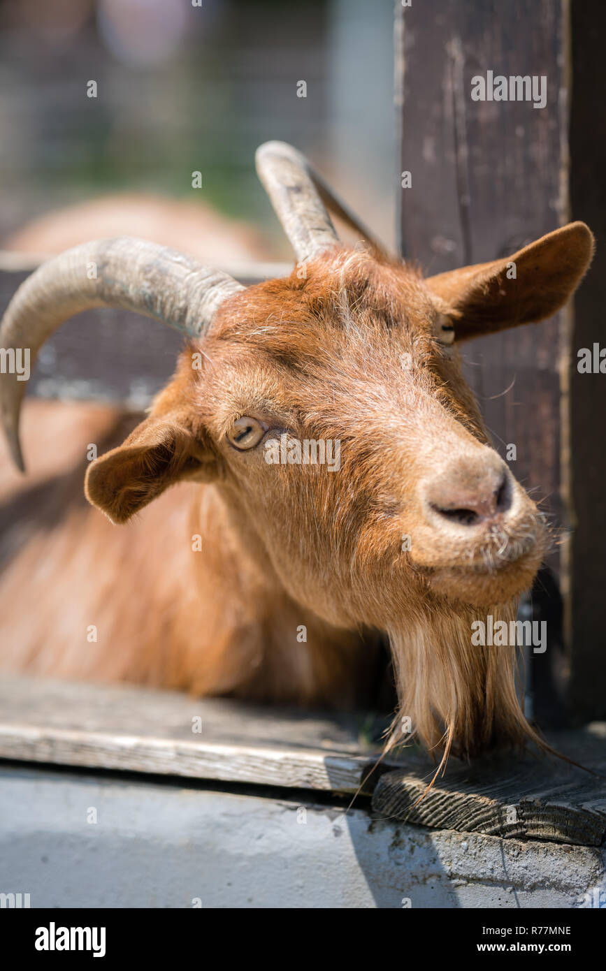 Rural fencing fence goat hi-res stock photography and images - Alamy