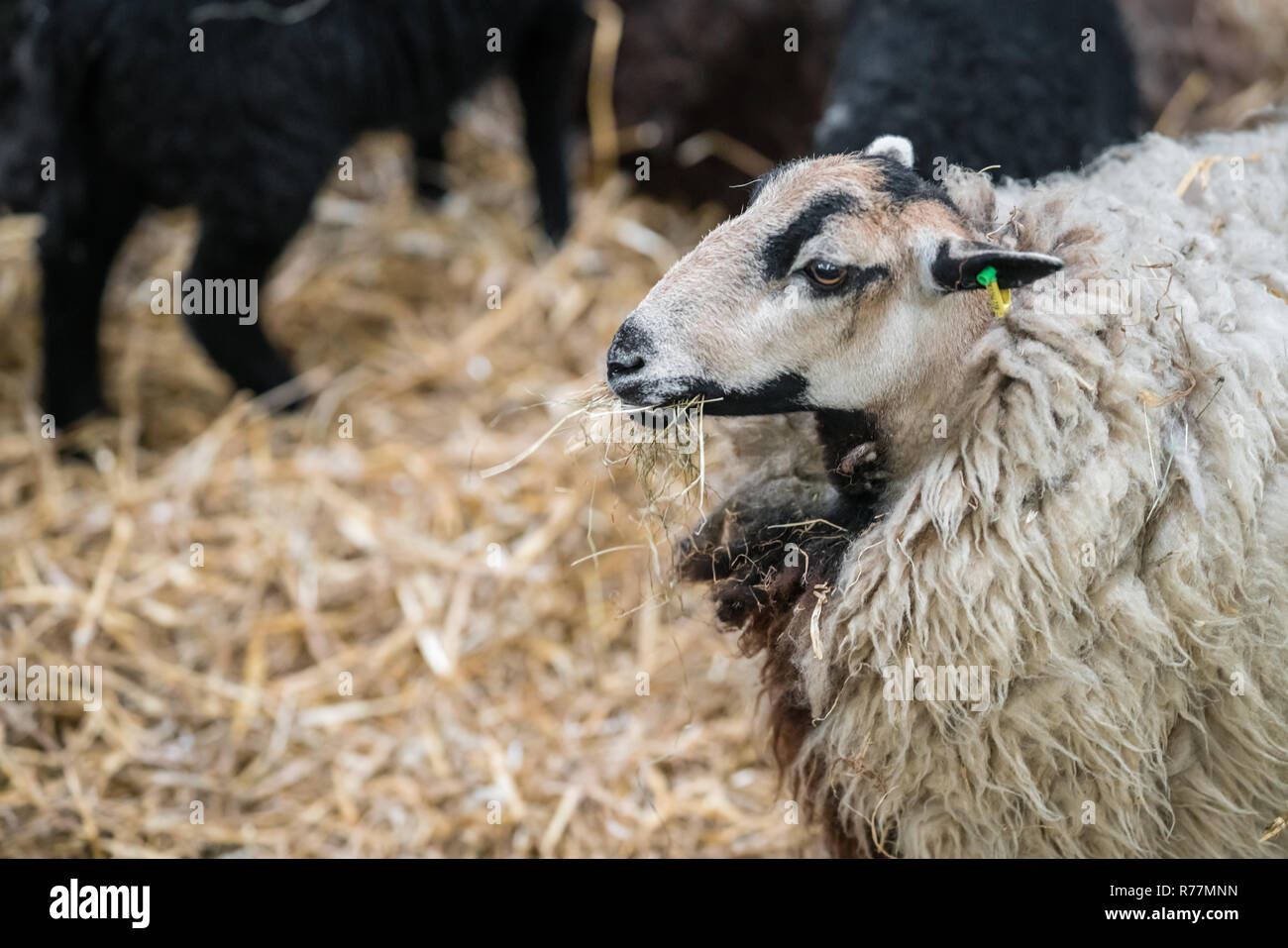 Sheep standing inside the barn Stock Photo - Alamy