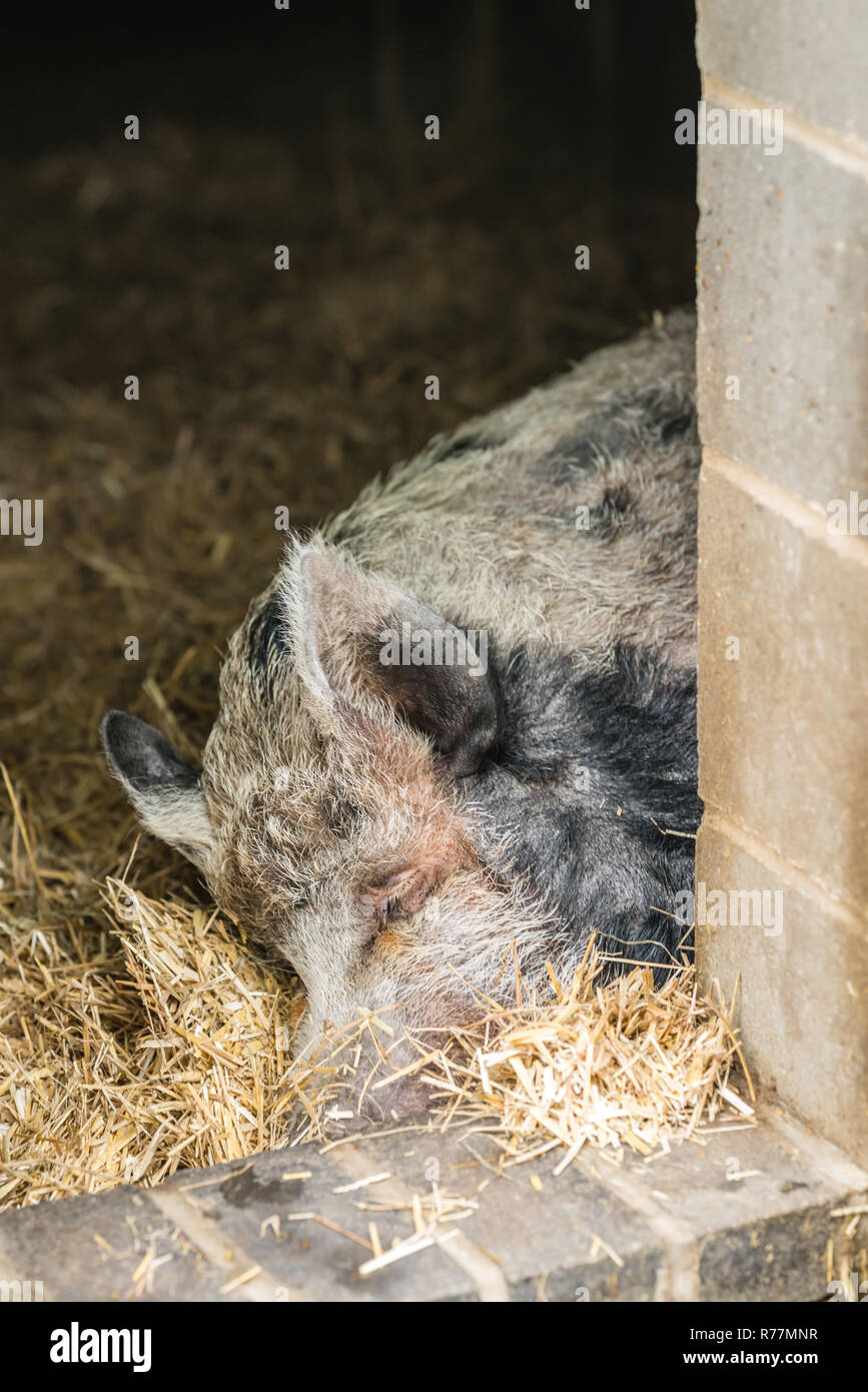 Pig sleeping in the barn Stock Photo - Alamy