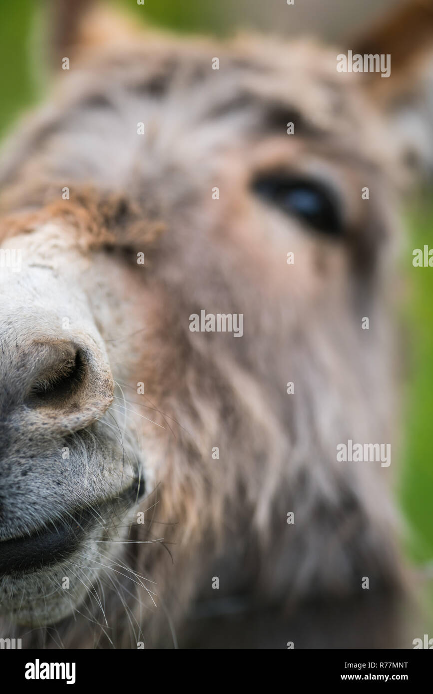 Closeup of a face of a furry donkey Stock Photo - Alamy
