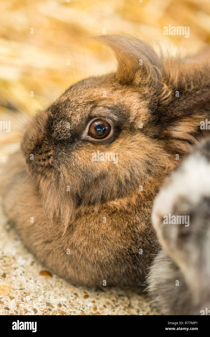 Cute tiny furry rabbit closeup Stock Photo - Alamy