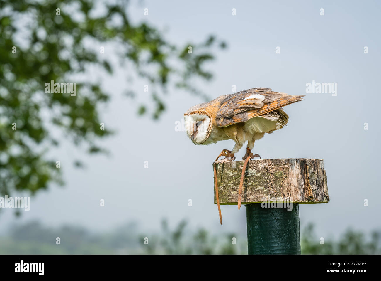 Barn Owl during bird show Stock Photo - Alamy