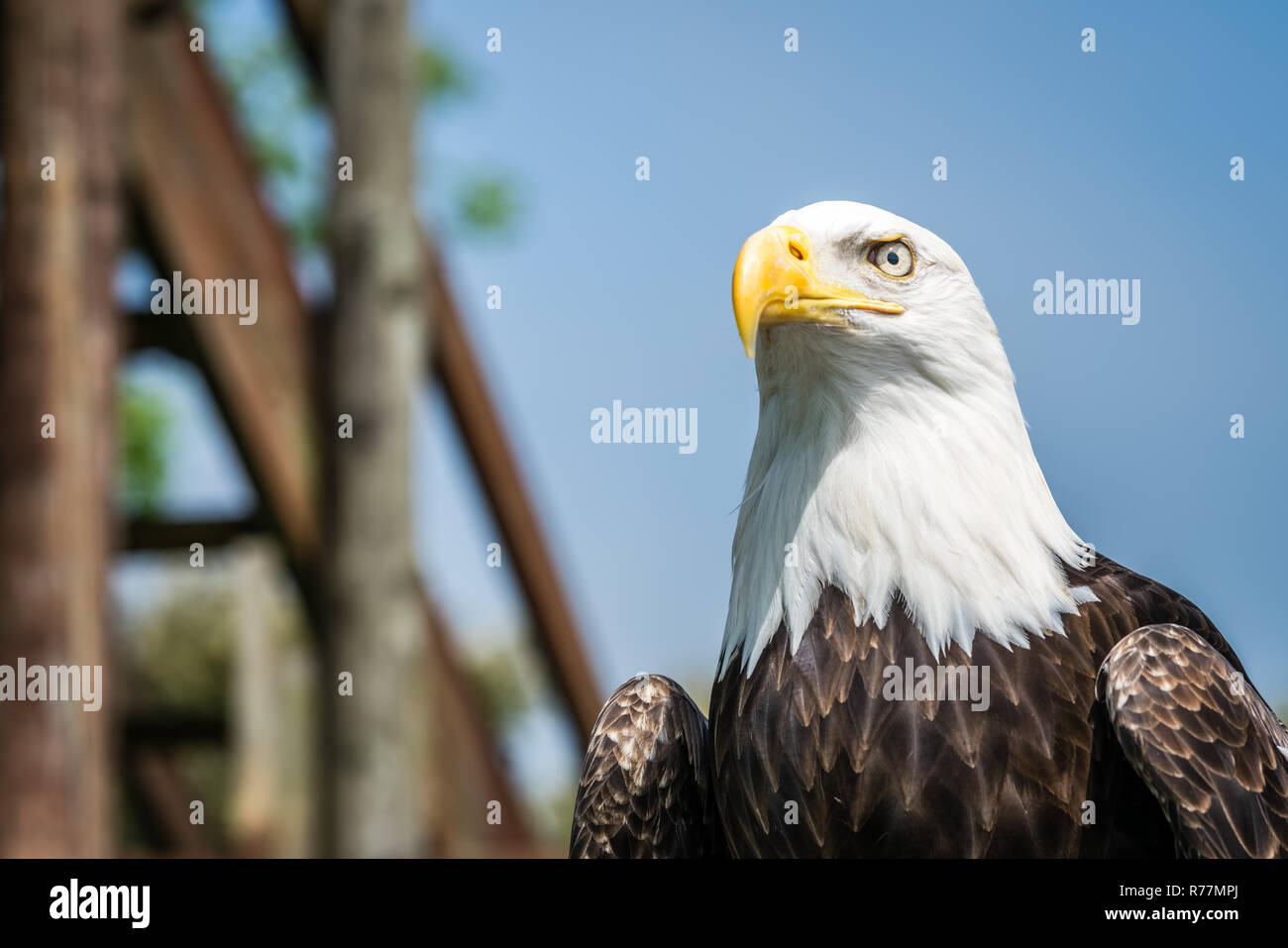 Sage eagle hi-res stock photography and images - Alamy