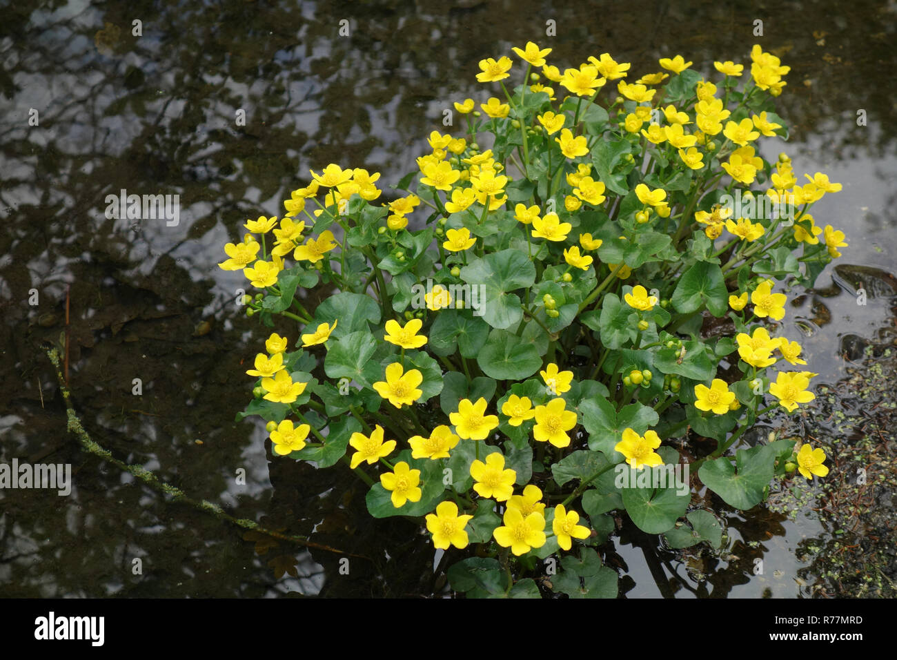 Muttere hi-res stock photography and images - Alamy