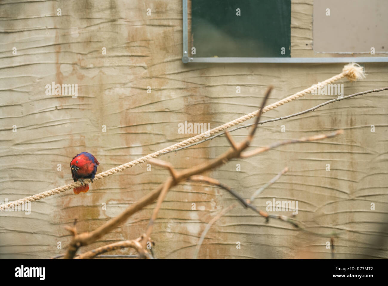 Small red parrot in zoo Stock Photo - Alamy