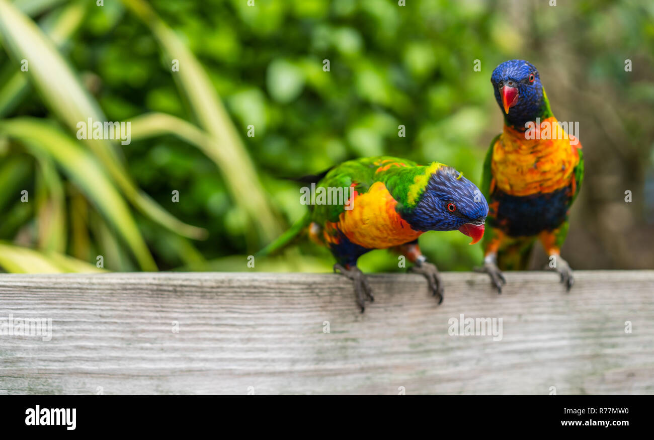 Two Colourful parrot Rainbow Stock Photo - Alamy
