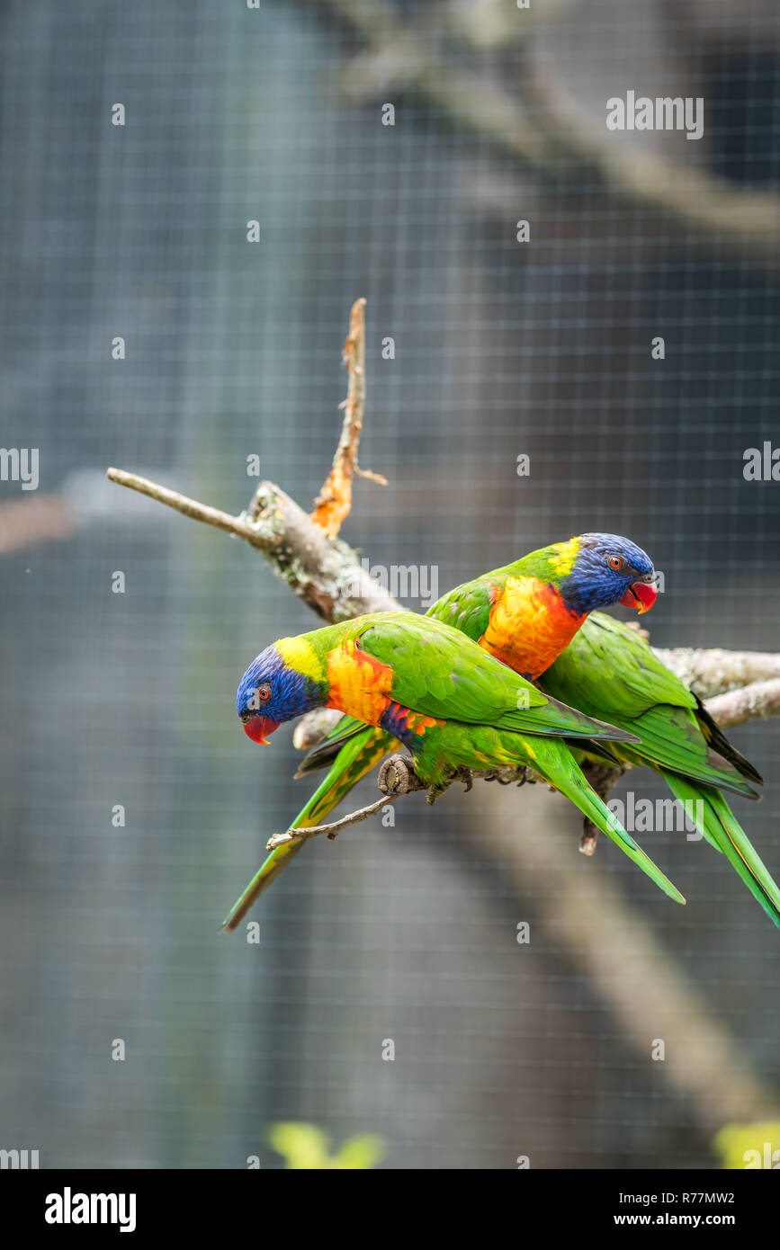 Colourful Rainbow parrots called Lorikeet Stock Photo - Alamy