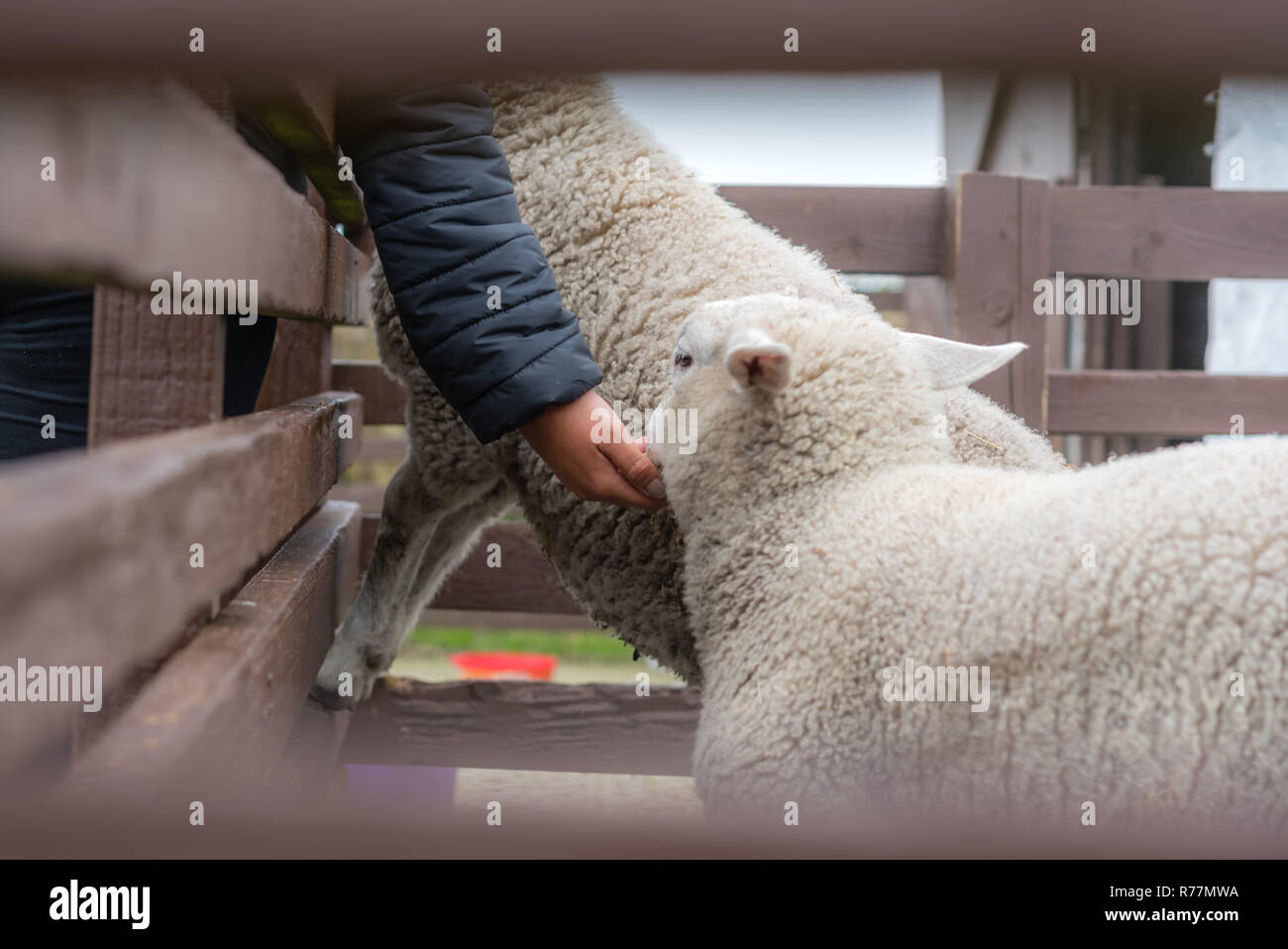 Man feeding sheep in on the farm Stock Photo - Alamy