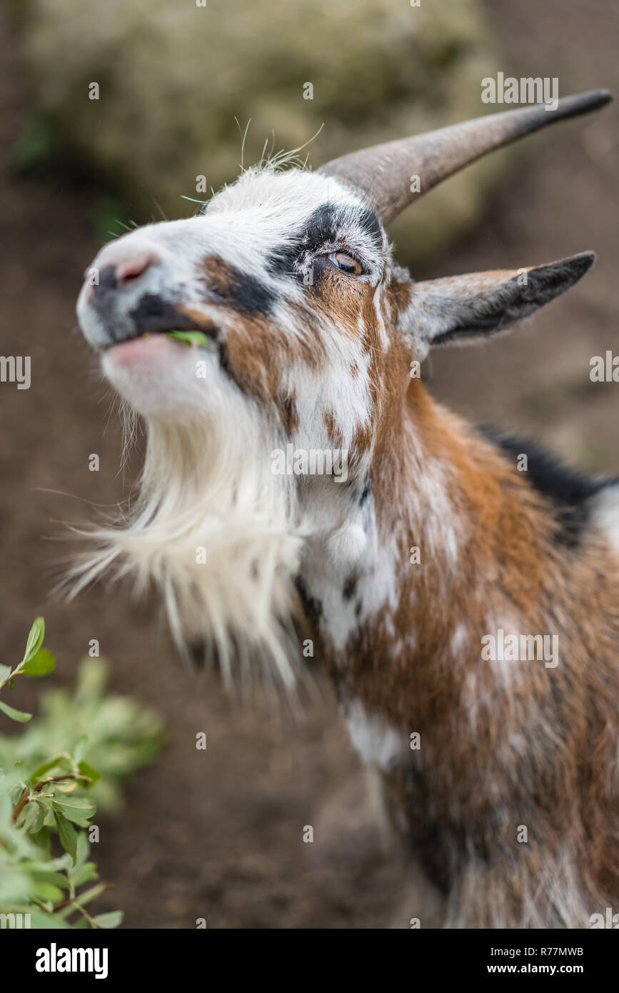 Goat with beard eating green leaves Stock Photo - Alamy