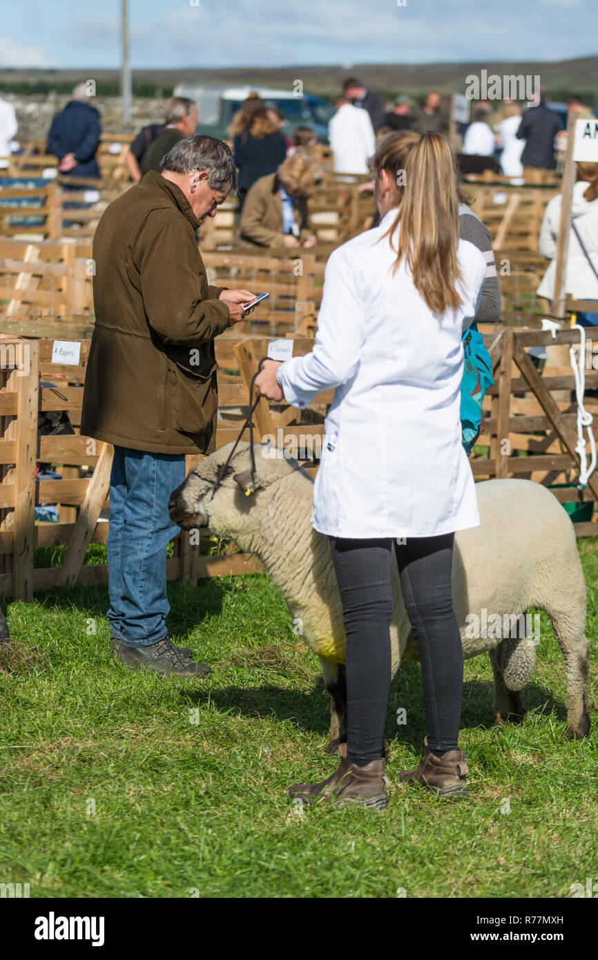 sheep judging at a country show Stock Photo - Alamy
