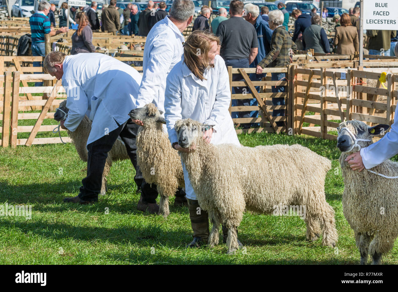 sheep judging at a country show Stock Photo - Alamy