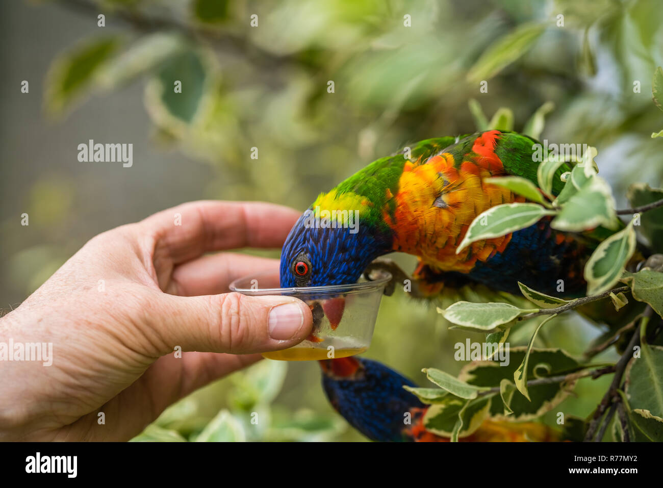 Man giving sweet nectar to Lorikeet Rainbow parrot Stock Photo - Alamy