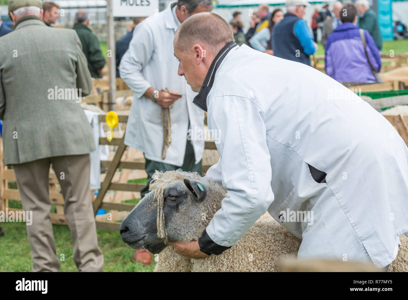 sheep judging at a country show Stock Photo - Alamy