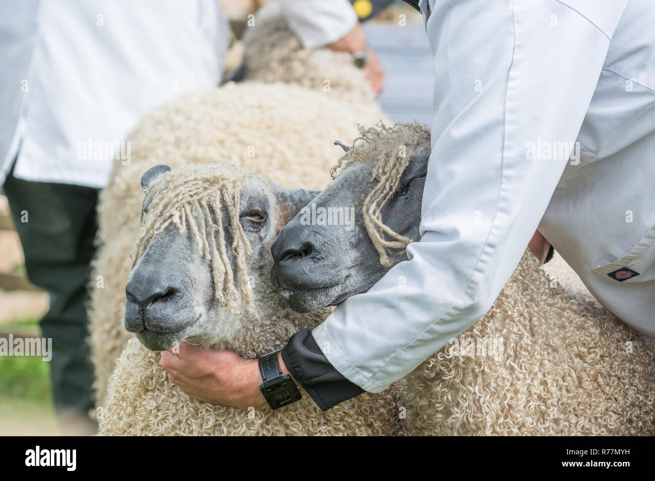 sheep judging at a country show Stock Photo - Alamy